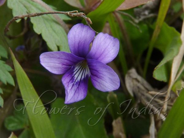 Viola philippica - Chinese Violet